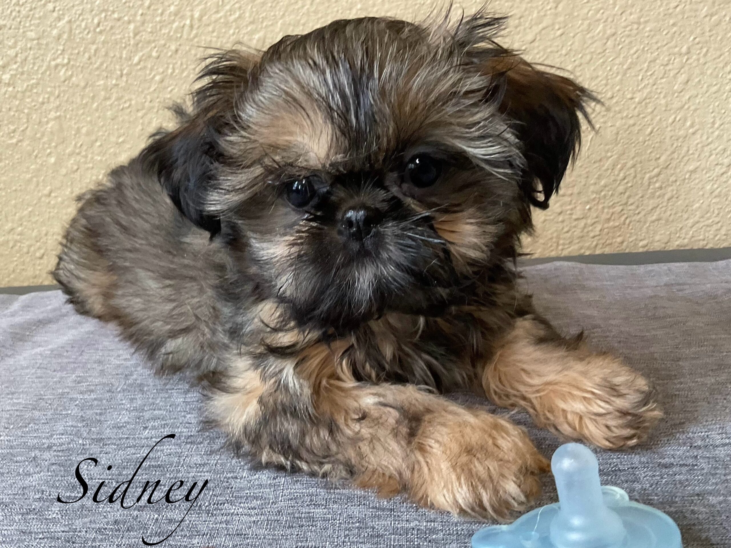 Tiny Teacup Shih Tzu Puppies for Sale by Breeders by Tuscanys Tiny Shih Tzu